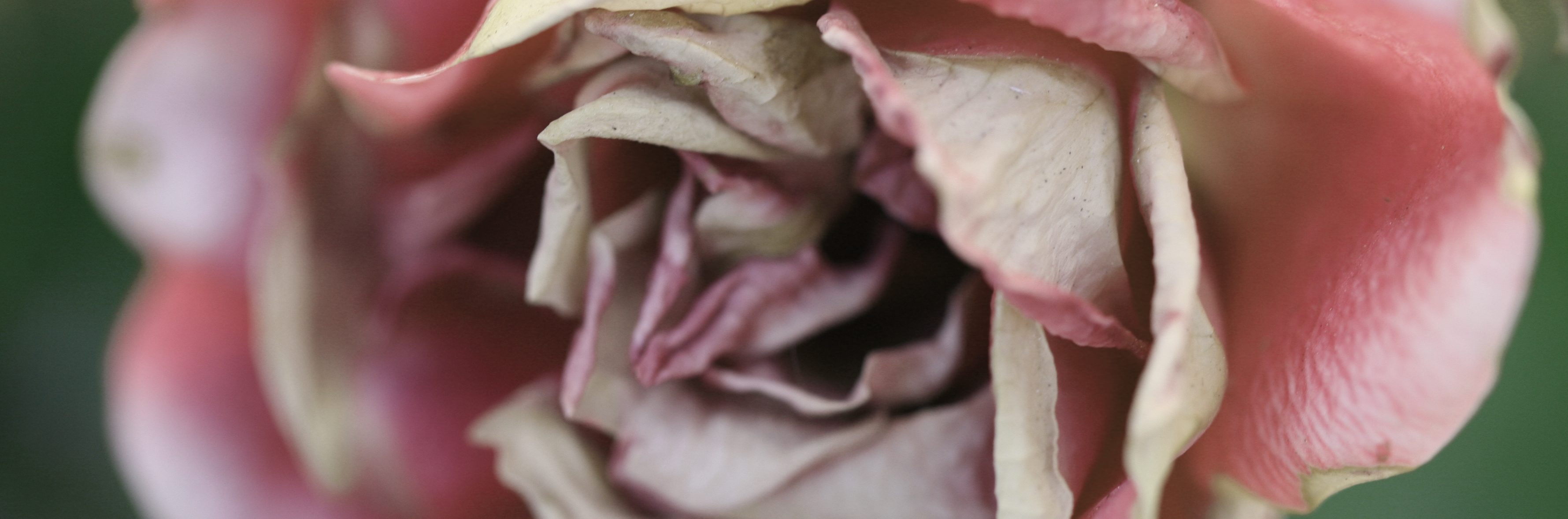 Trampled Roses - adda